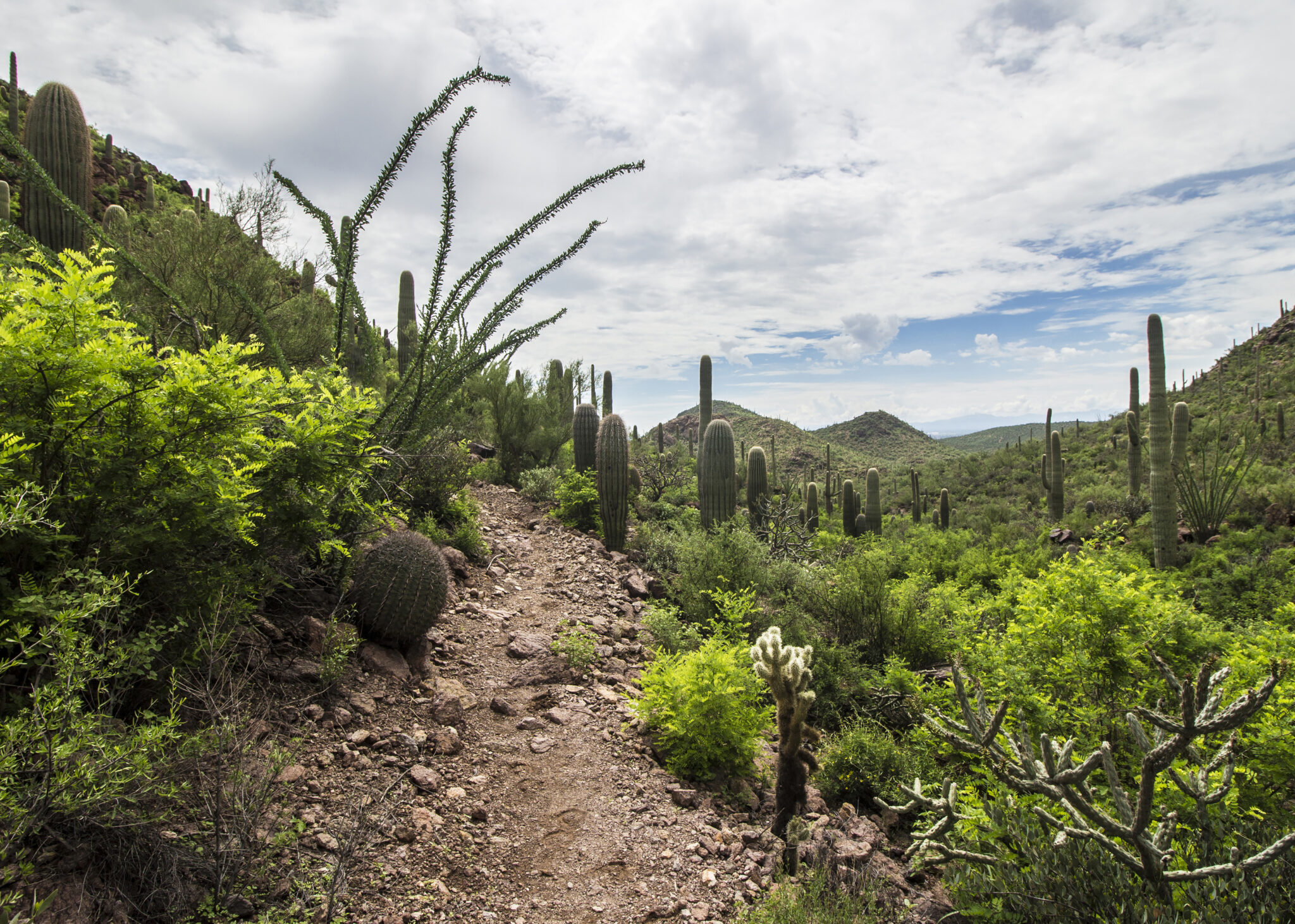Sonoran Desert - Santa Cruz Valley National Heritage Area Natural